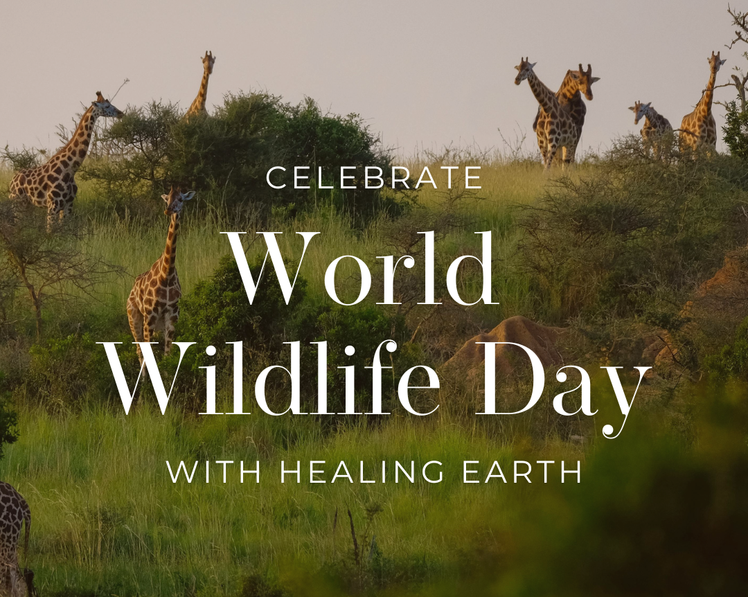 Rooted in Compassion: Healing Earth Stands for Ethical Consumerism